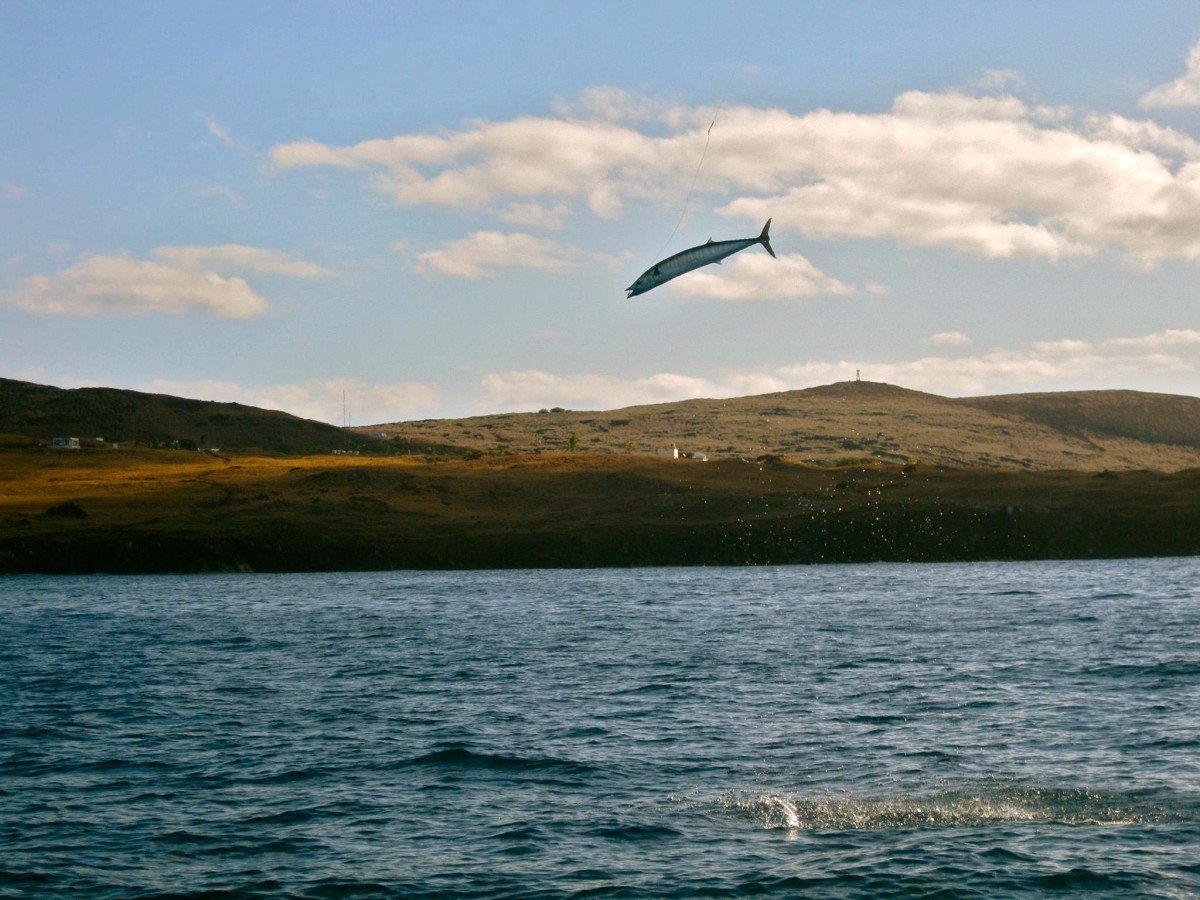 Wahoo Jumping Out Of Water