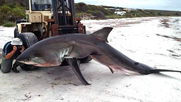 Fishermen's surprise catch is a 13-foot great white shark - Men's Journal