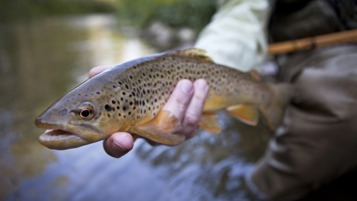 5 Essential Rules for Late-Summer Fly-fishing