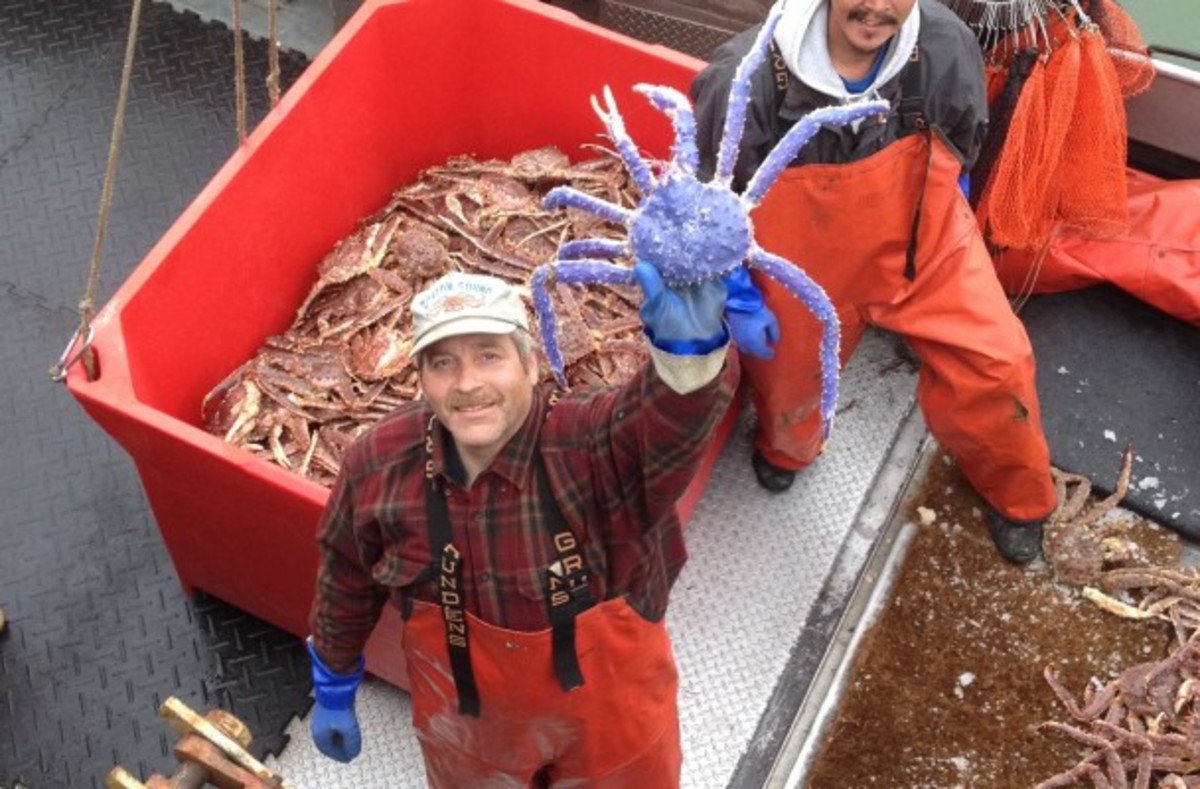 Blue-colored red king crab caught off Nome