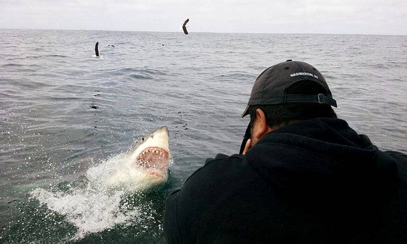 'Anatomy of a great white shark attack' captured in stunning images