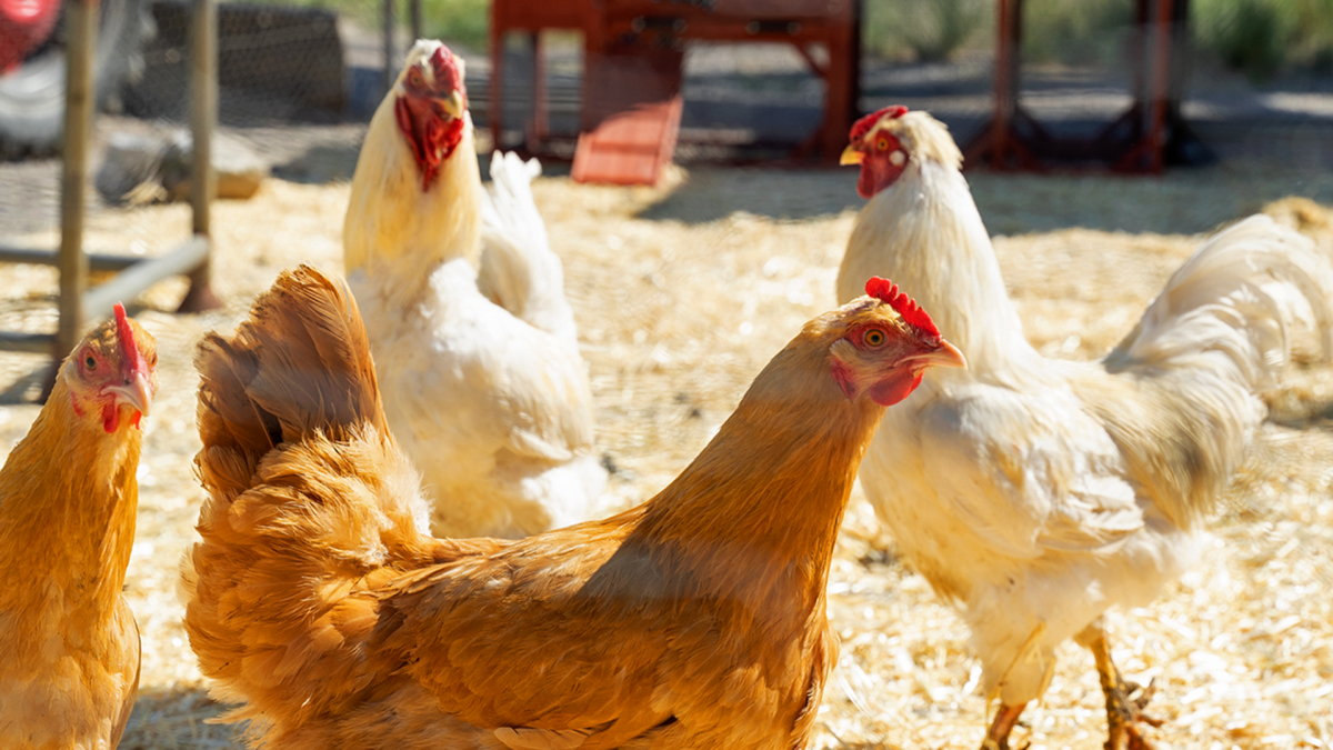 Traeger Grills Shows How Farm-to-Table Is Done In Epic PR Stunt