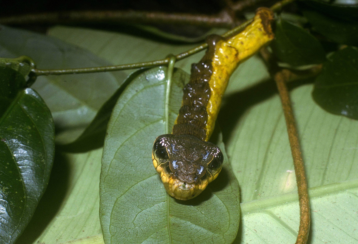 Caterpillar appears as a snake for camouflage