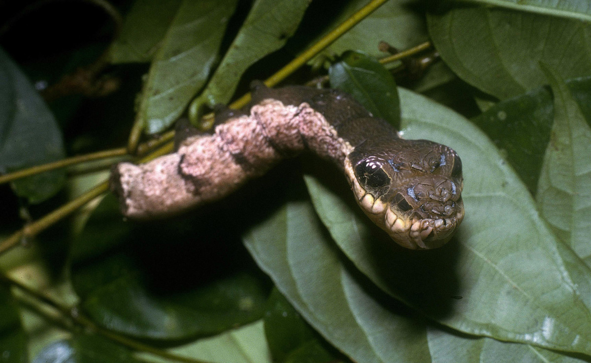 Caterpillar appears as a snake for camouflage