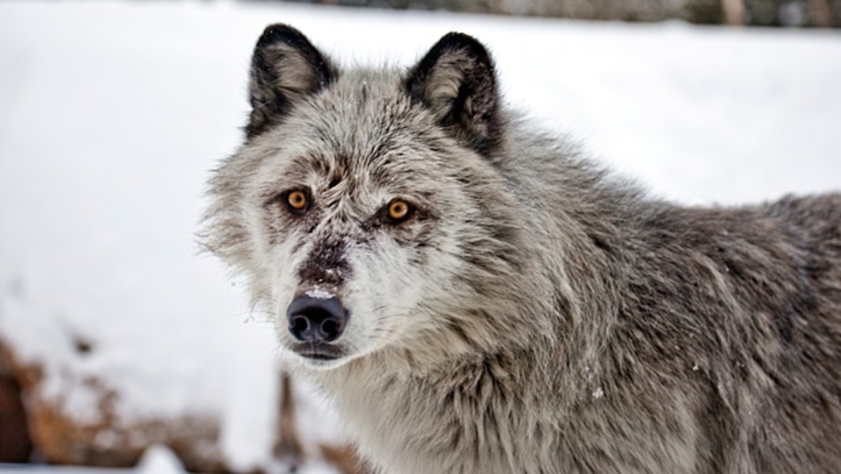 A Chance to Cry Wolf