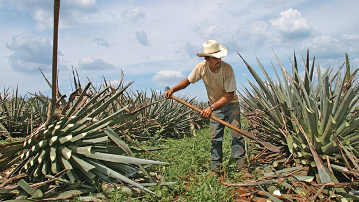 The Hunt for Sublime Tequila