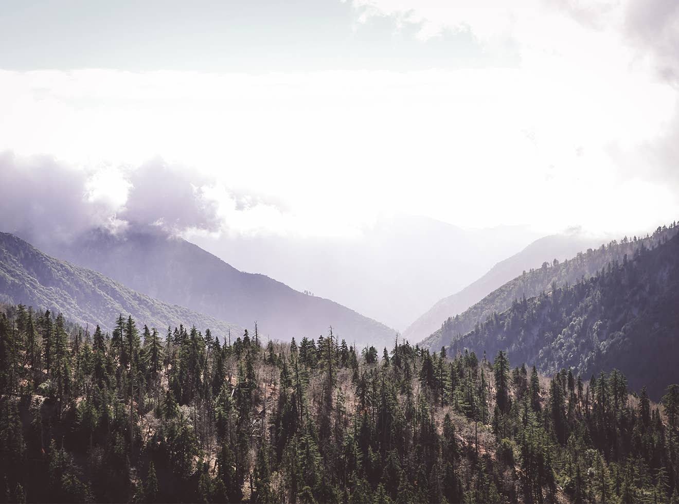 15 National Forests Perfect for Your Next Camping Trip