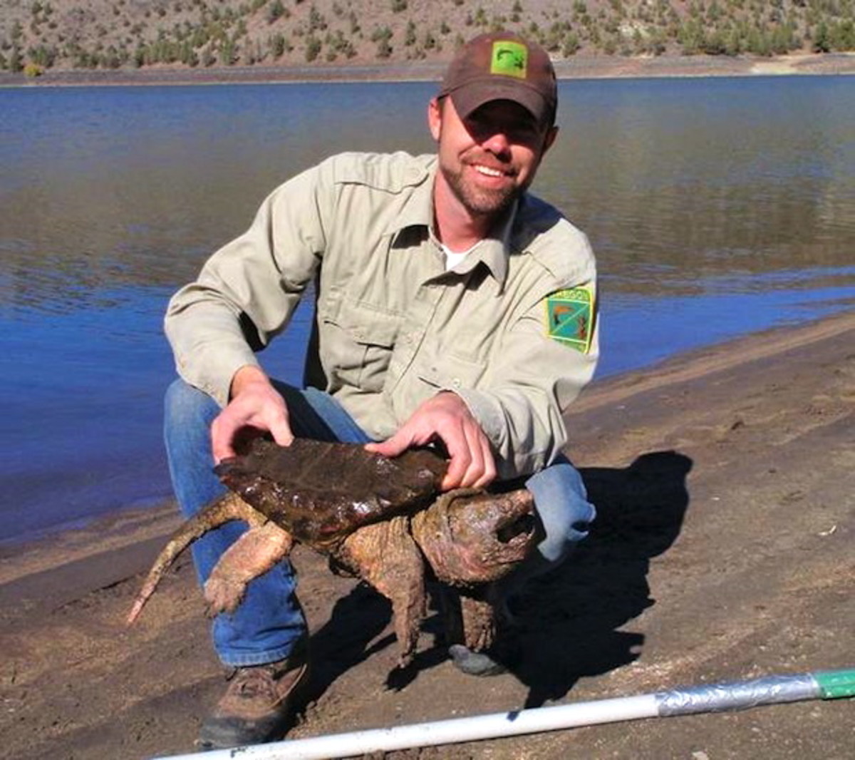Alligator snapping turtle is not wanted in Oregon - GrindTV