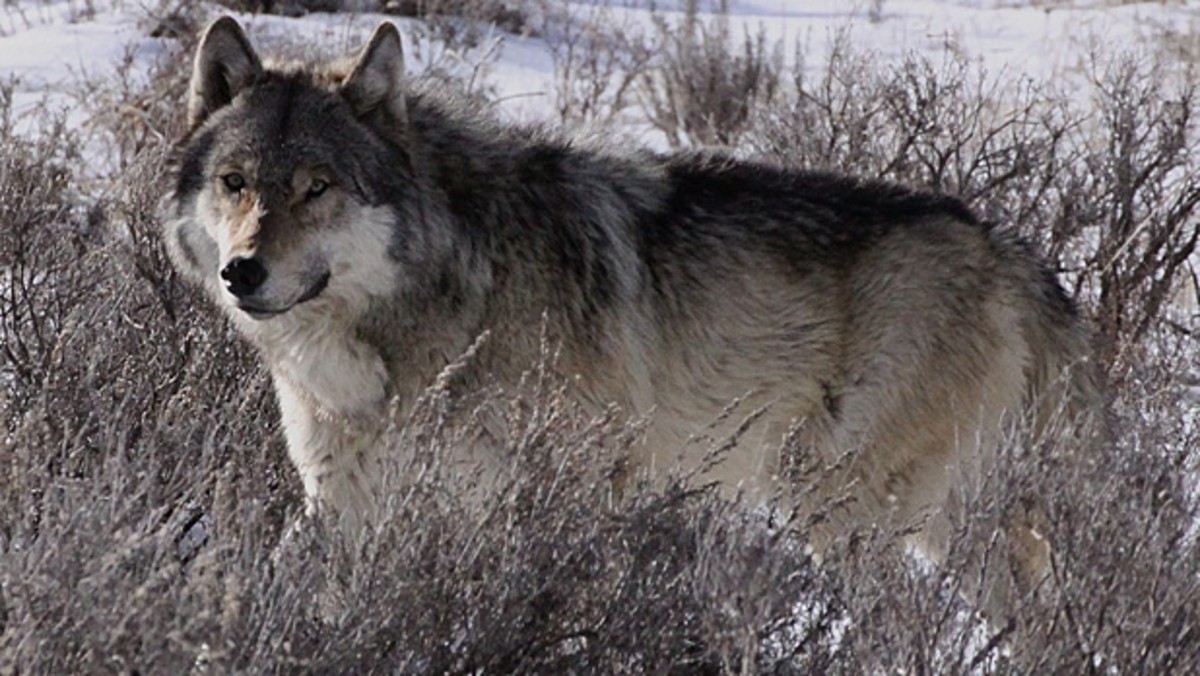 Yellowstone's Wild Gray Wolves