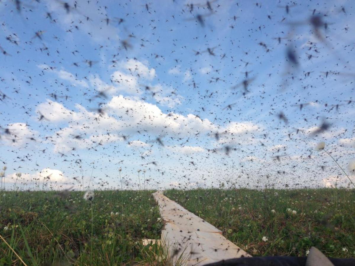 Worst swarm of Alaskan mosquitoes ever?