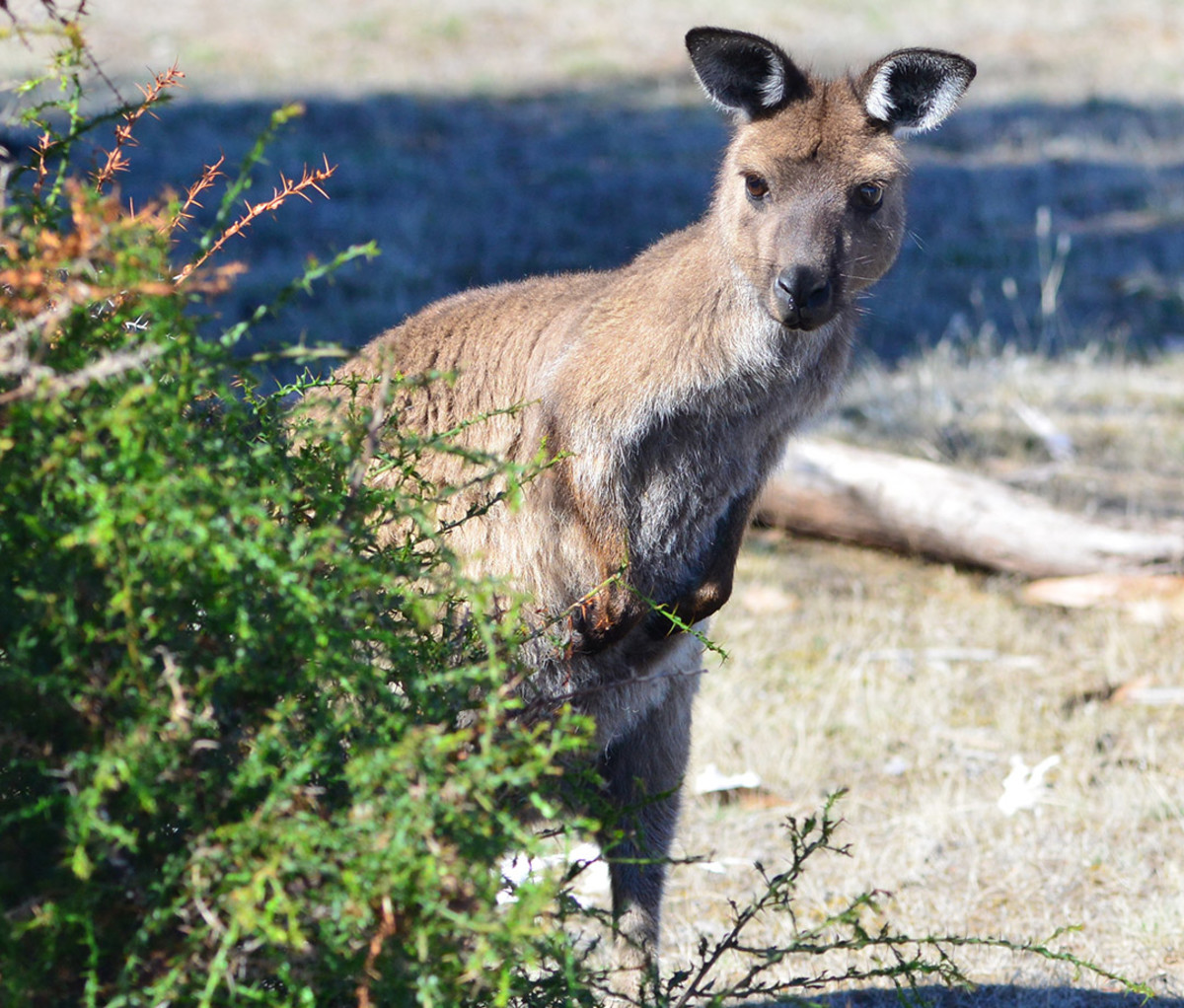 Travel Guide: 10 Reasons to Explore Kangaroo Island in Australia