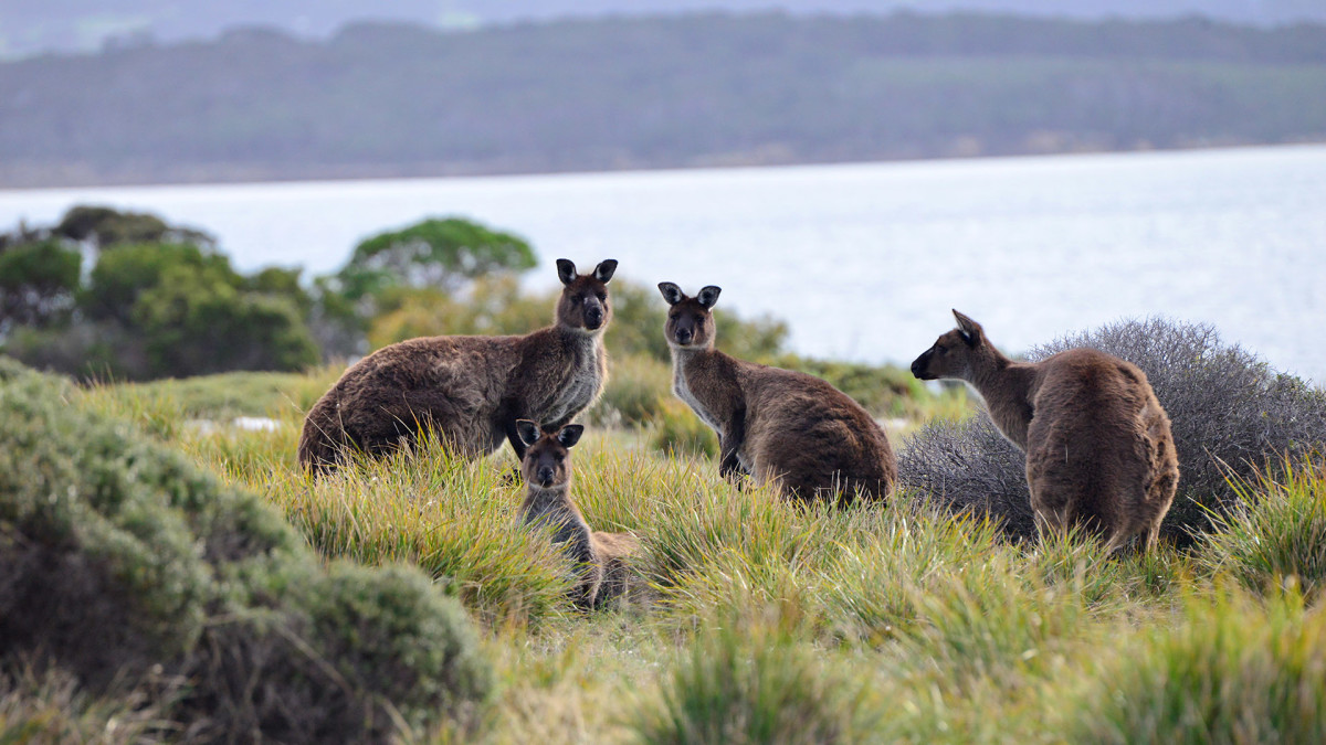 Travel Guide: 10 Reasons to Explore Kangaroo Island in Australia