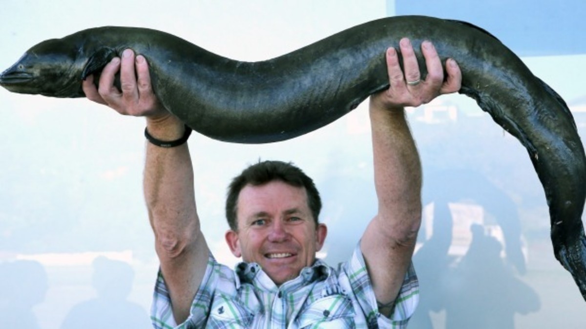 New Zealand man apologizes for killing rare eel - Men's Journal