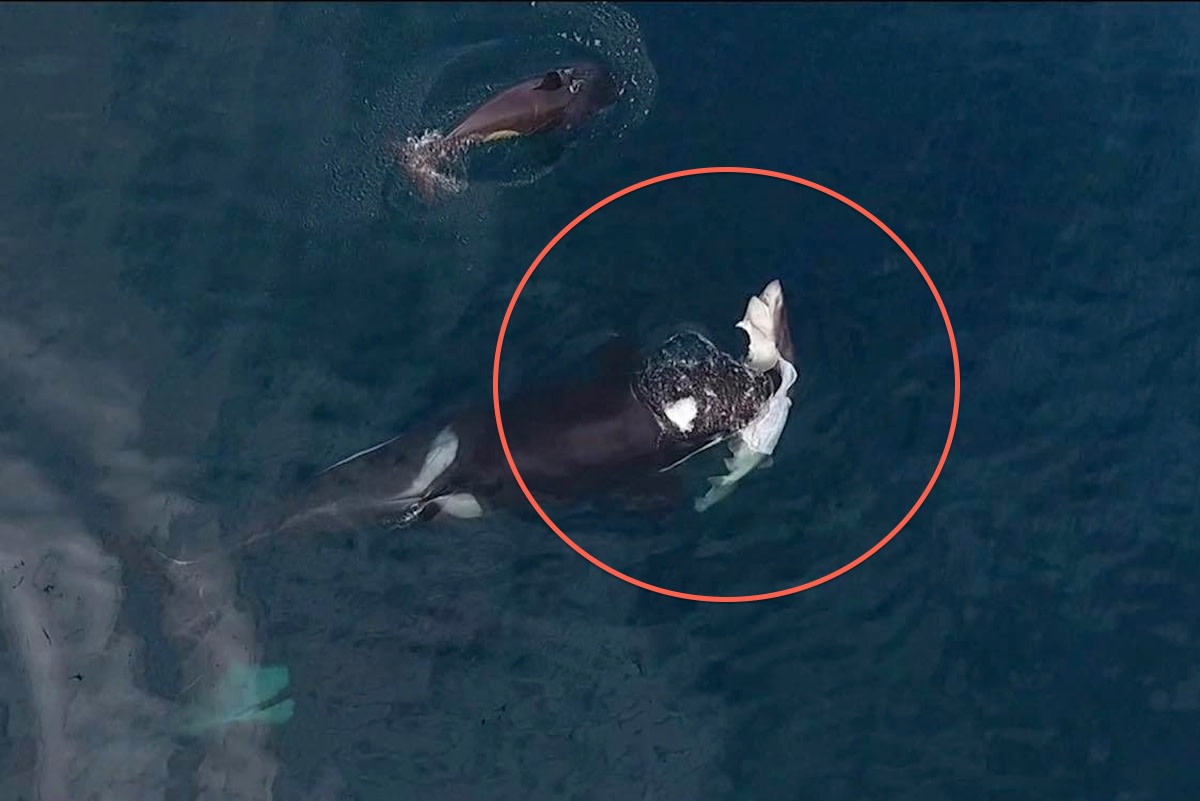Mysterious shark-eating orcas nab a big one off Monterey; rare video