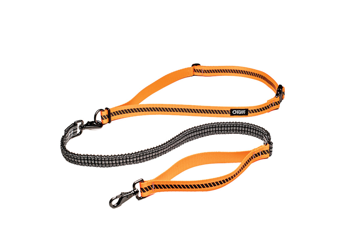 Go, Dog, Go! Essential Gear for An Adventure Dog