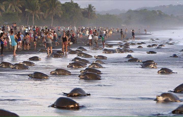 Tourists disrupt nesting of olive ridley sea turtles at Ostional ...