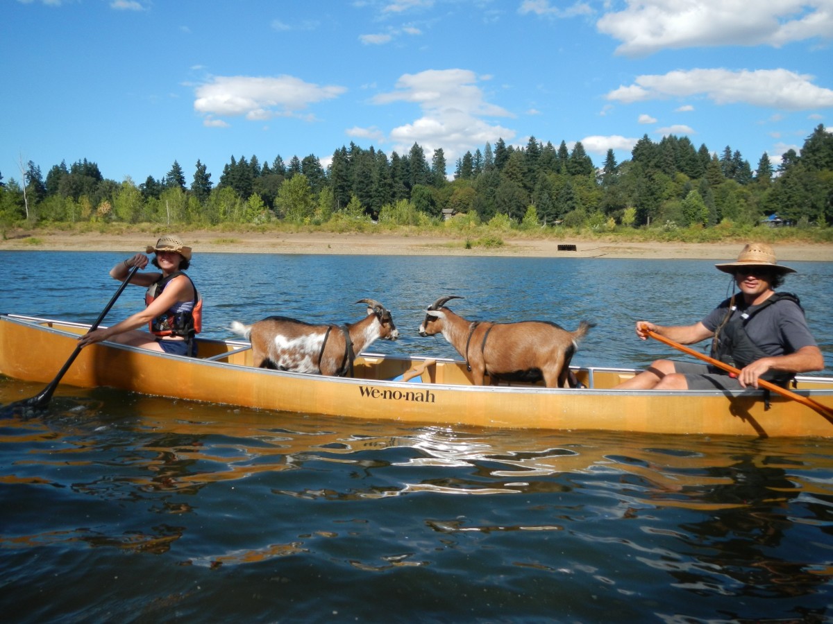 Goats in Boats on the Willamette River - Canoe & Kayak Magazine - Men's ...