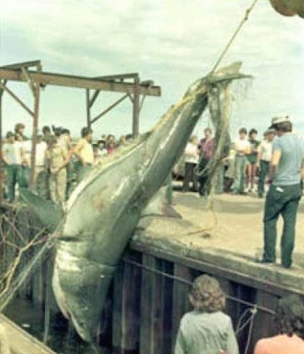 Giant P.E.I. great white shark just a 'teenager'