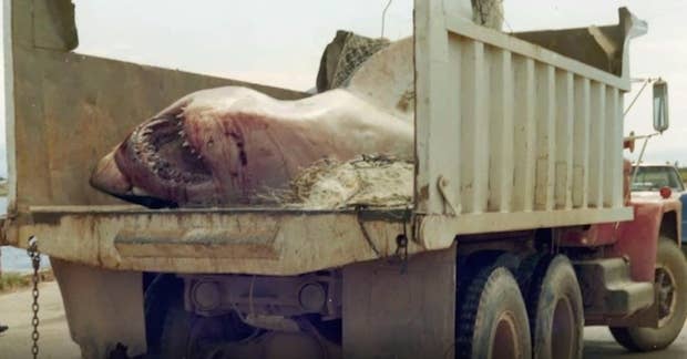 Giant P.E.I. great white shark just a 'teenager'