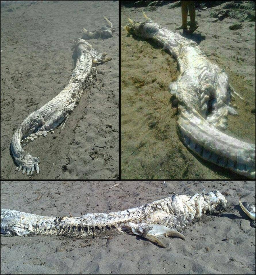 Mysterious sea monster discovered in Spain is identified