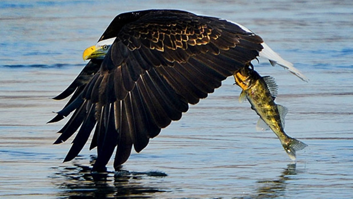 What to Make of the Susquehanna River’s Cancerous Fish