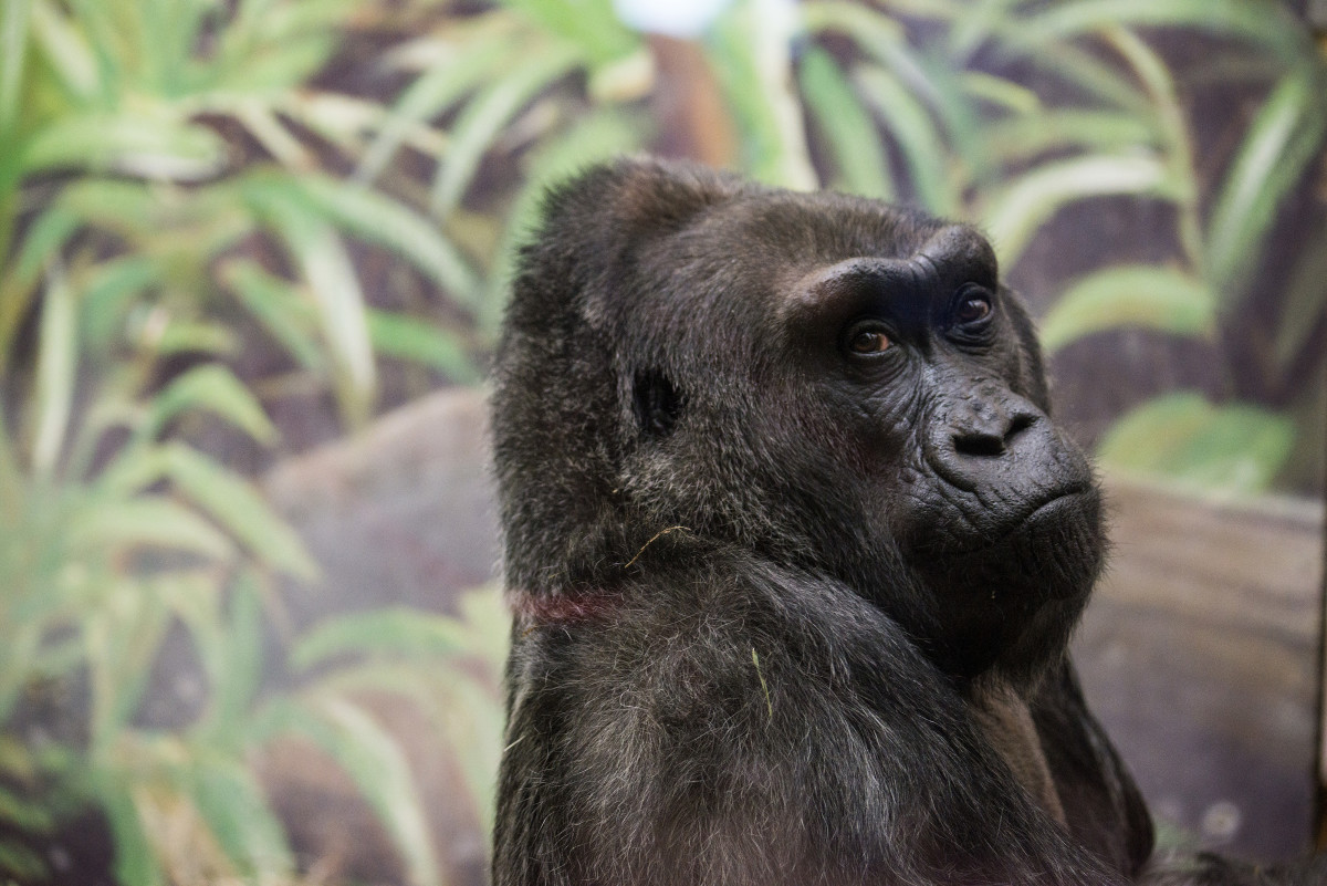 Colo at 60: What We Can Still Learn from the World's Most Famous Gorilla