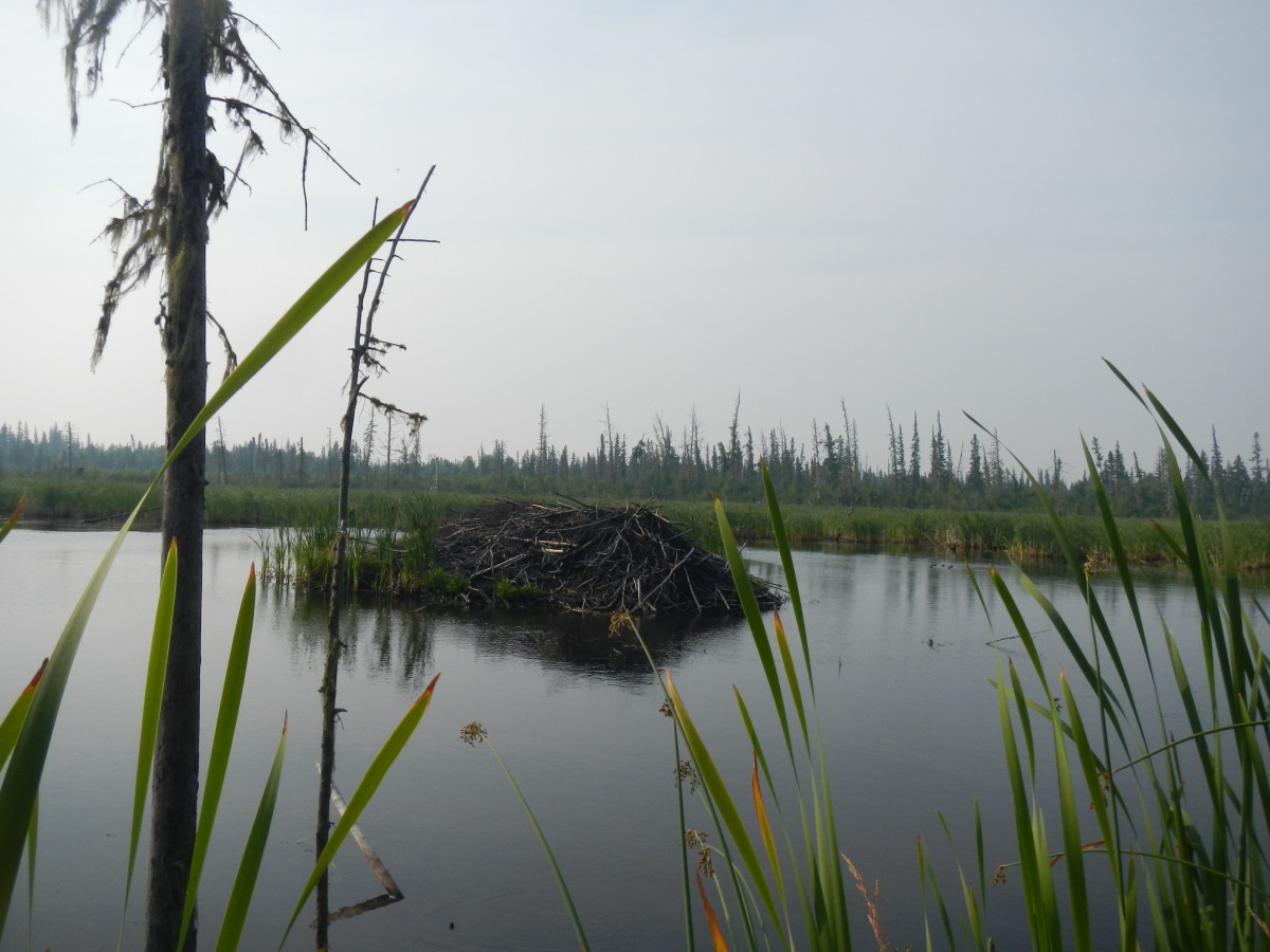 Explorer first to reach world’s largest beaver dam