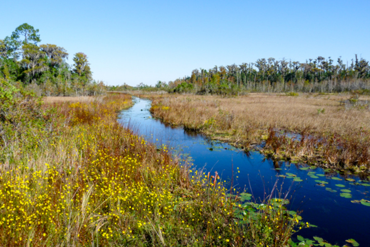 Meet a Water Trail: Georgia's Okefenokee Wilderness Canoe Trails