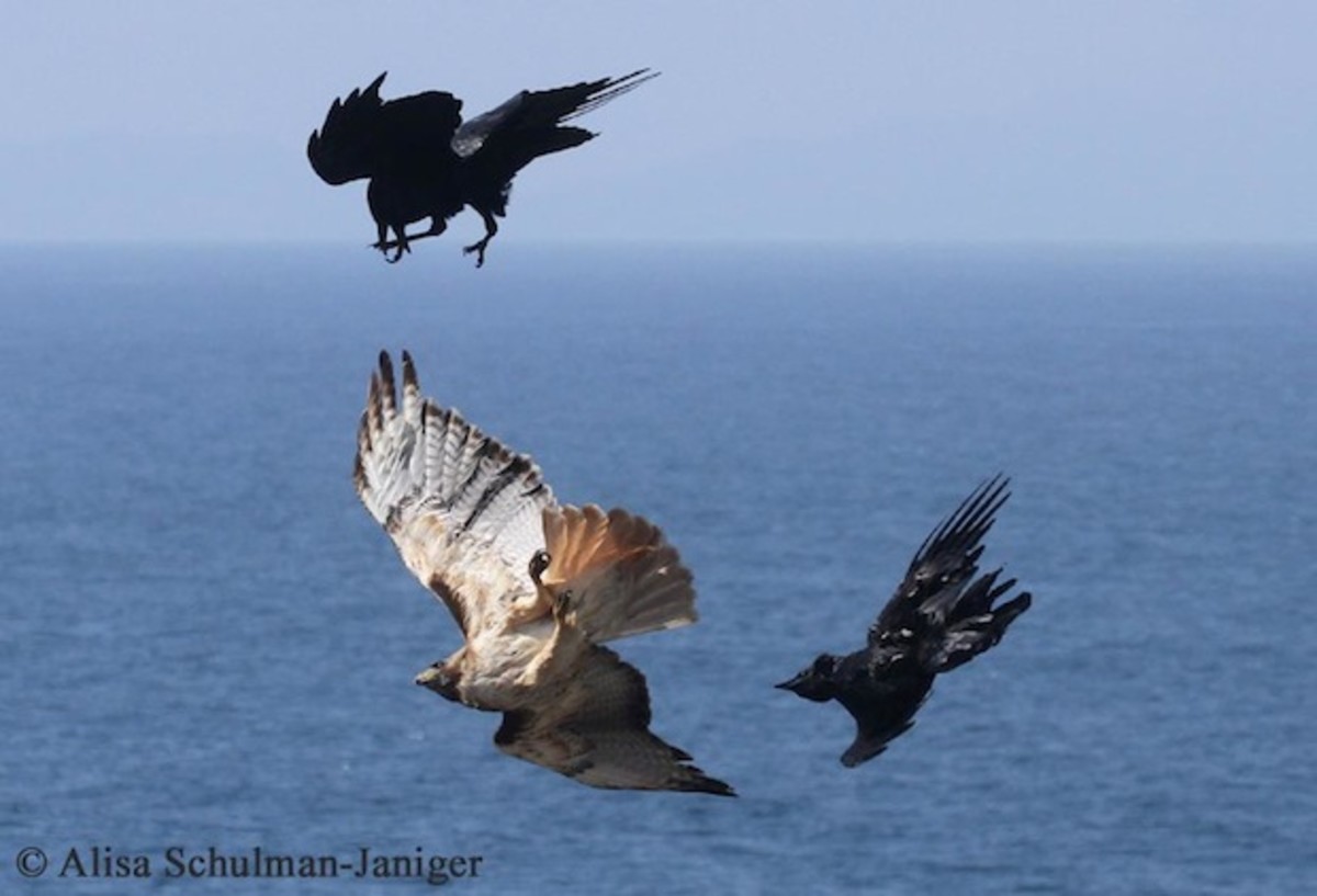 Dramatic dogfight between ravens and hawks captured in photographs