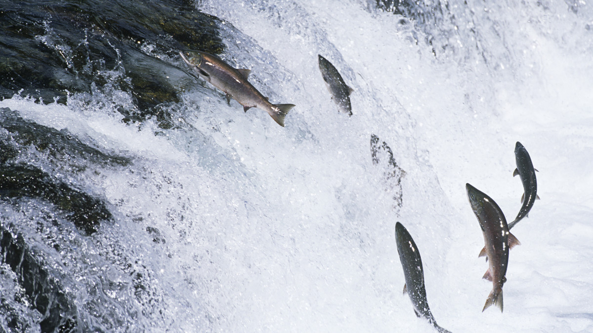 'Salmon Cannon' That Launches Fish Over Dams Sparks Twitter Frenzy