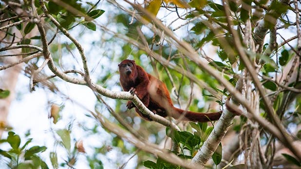 Animals Caught on the World's Most Remote Hidden Cameras