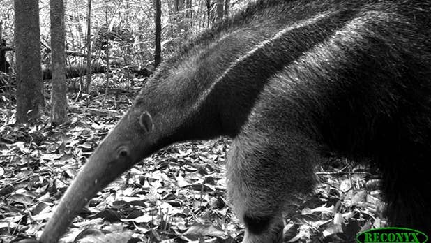 Animals Caught on the World's Most Remote Hidden Cameras