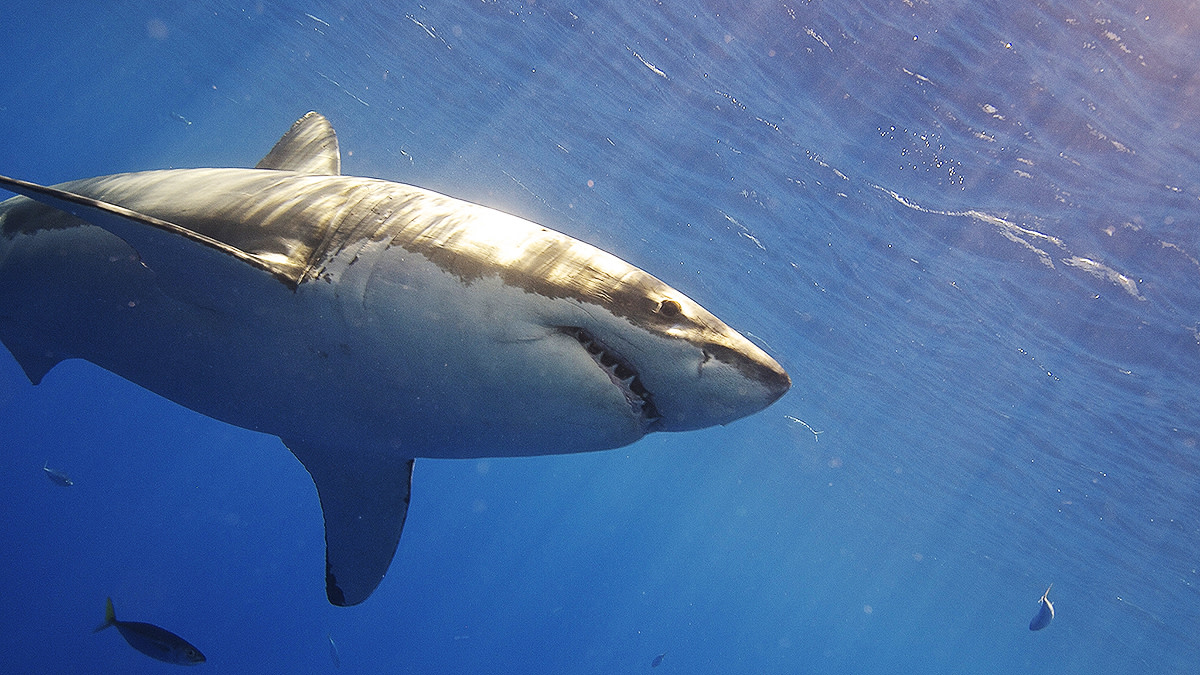 What Is the 'White Shark Cafe' and What Does It Mean for Swimmers and ...