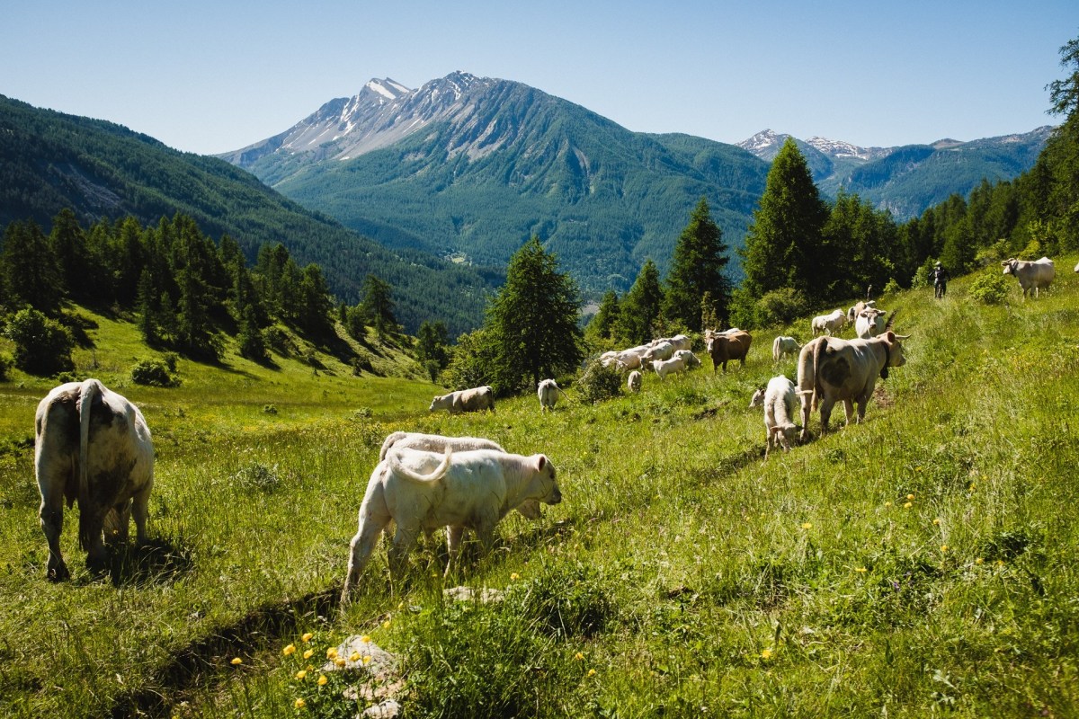 A Visual Immersion in the Race That Helped Define Mountain Biking