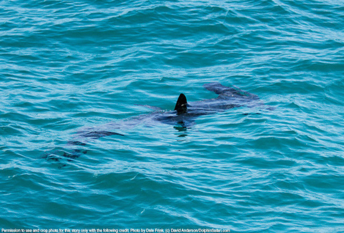 10 exotic fish El Niño might send to California