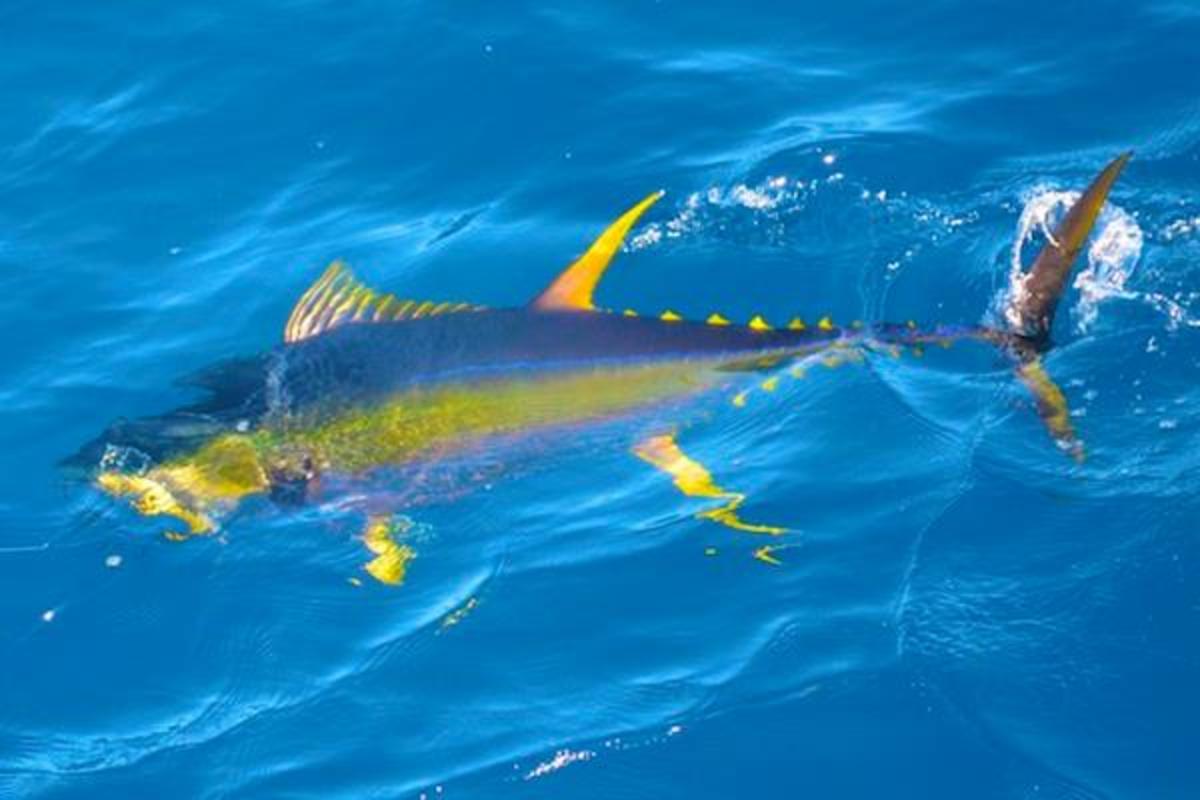 10 exotic fish El Niño might send to California