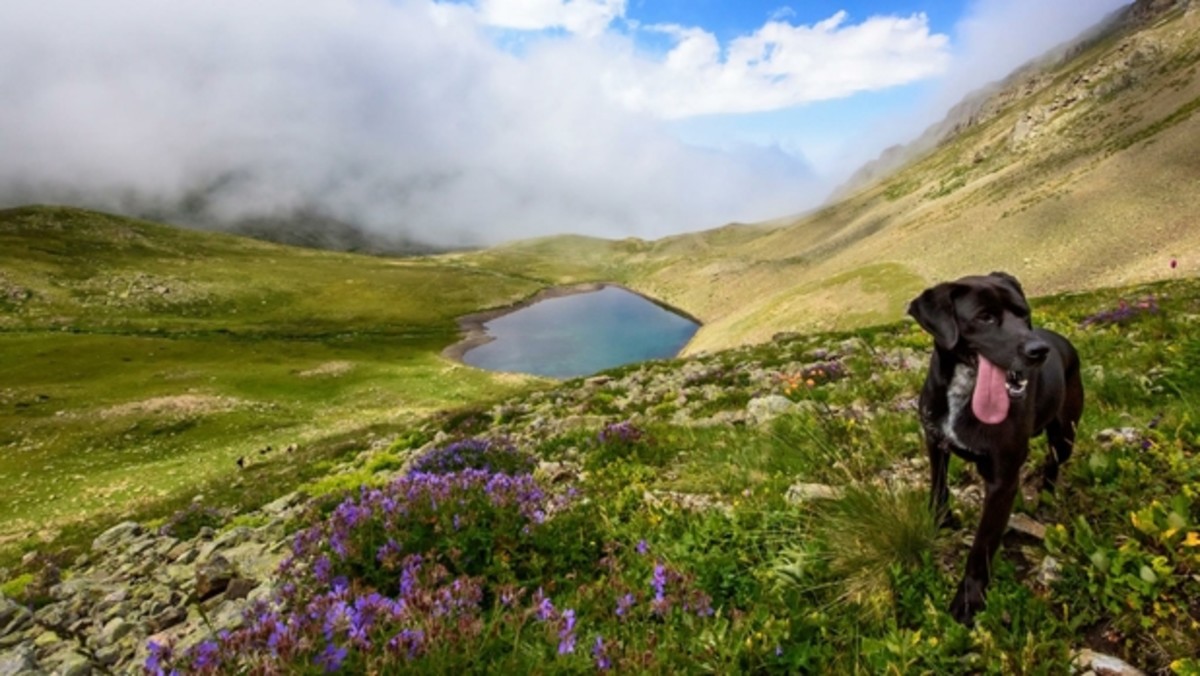 An Explorer's Best Friend: How to Find the Ultimate Adventure Dog - Men ...