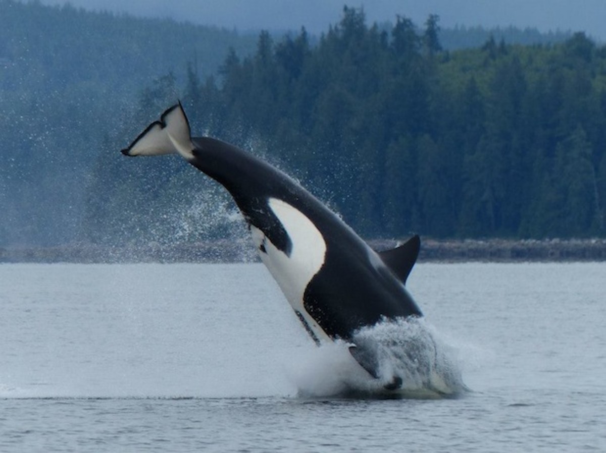 Spectacular orca show 'like fireworks on 4th of July'
