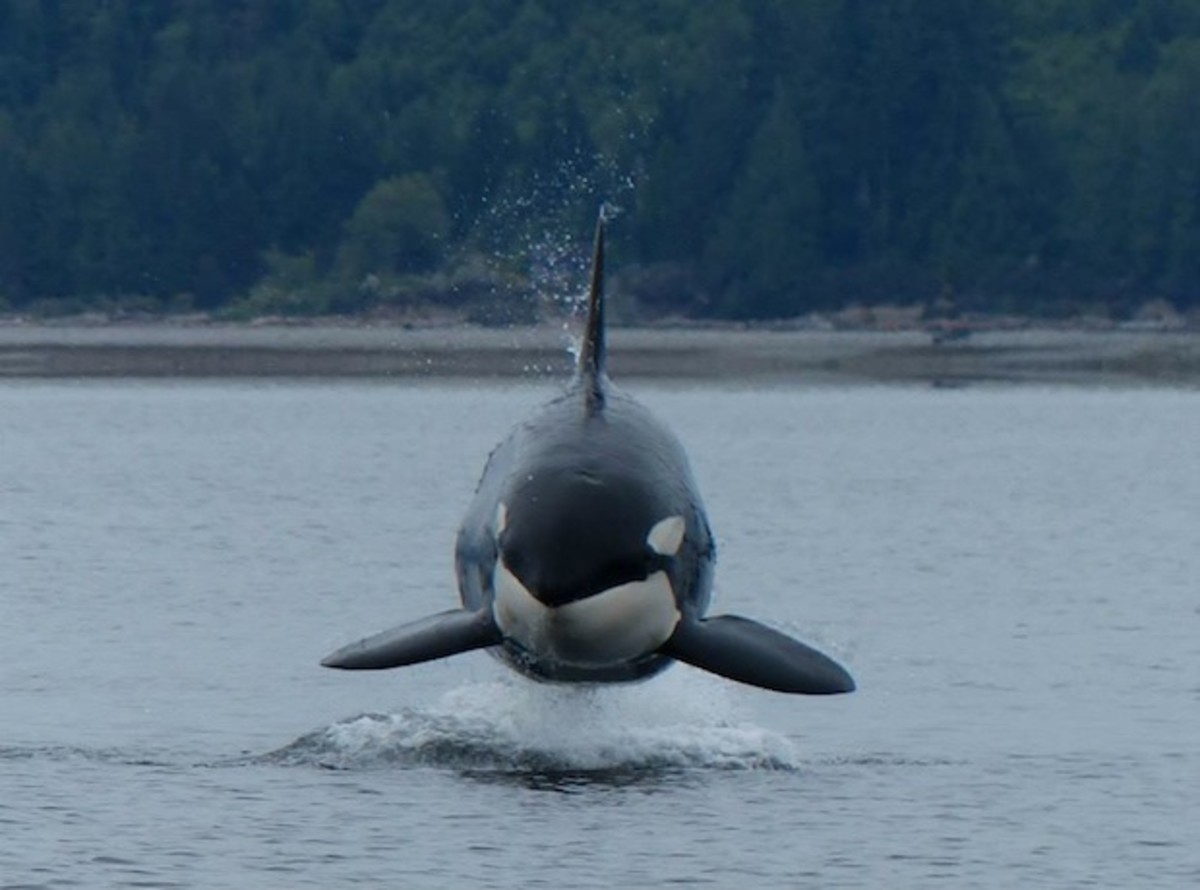 Spectacular orca show 'like fireworks on 4th of July'