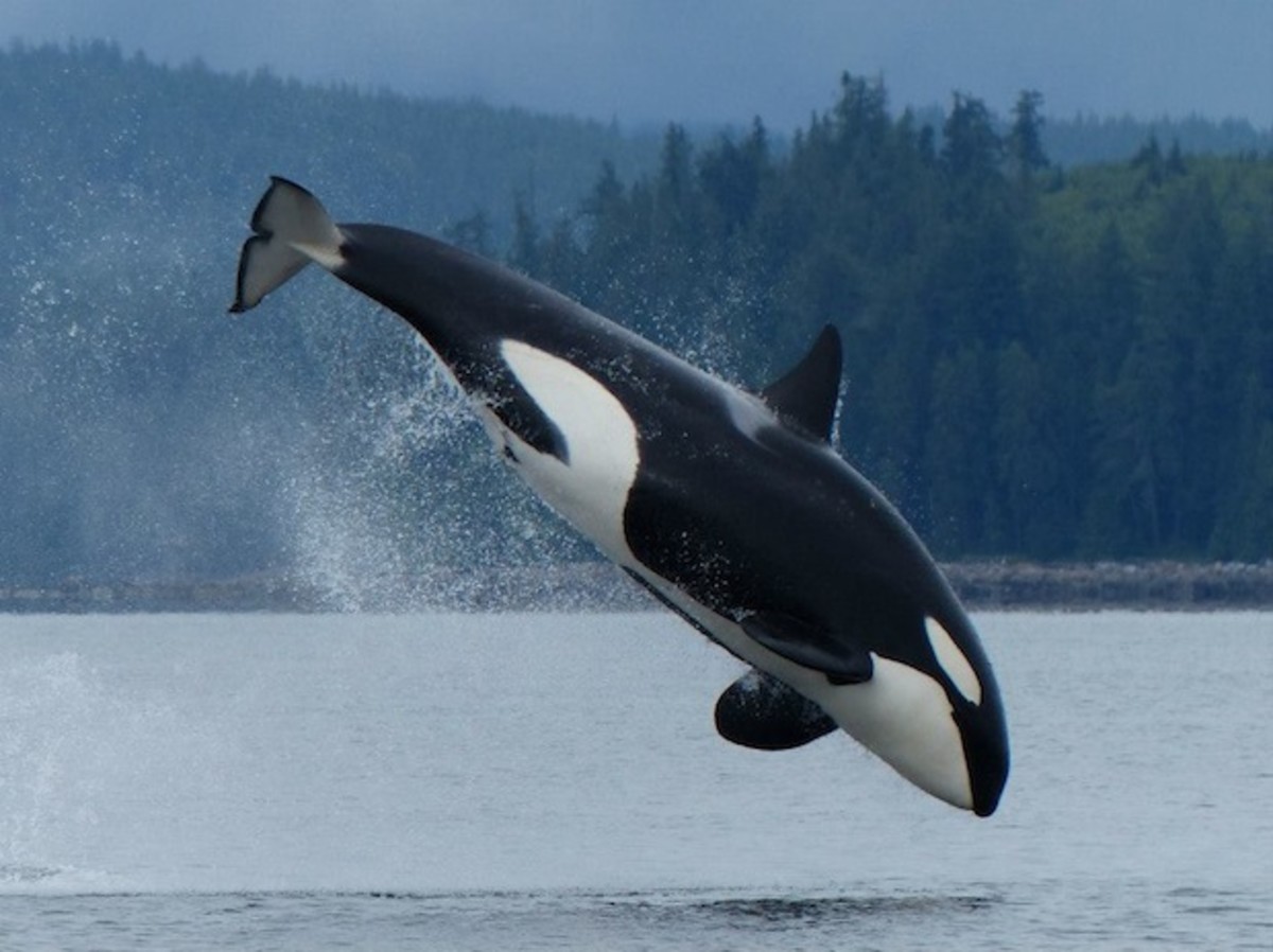 Spectacular orca show 'like fireworks on 4th of July'