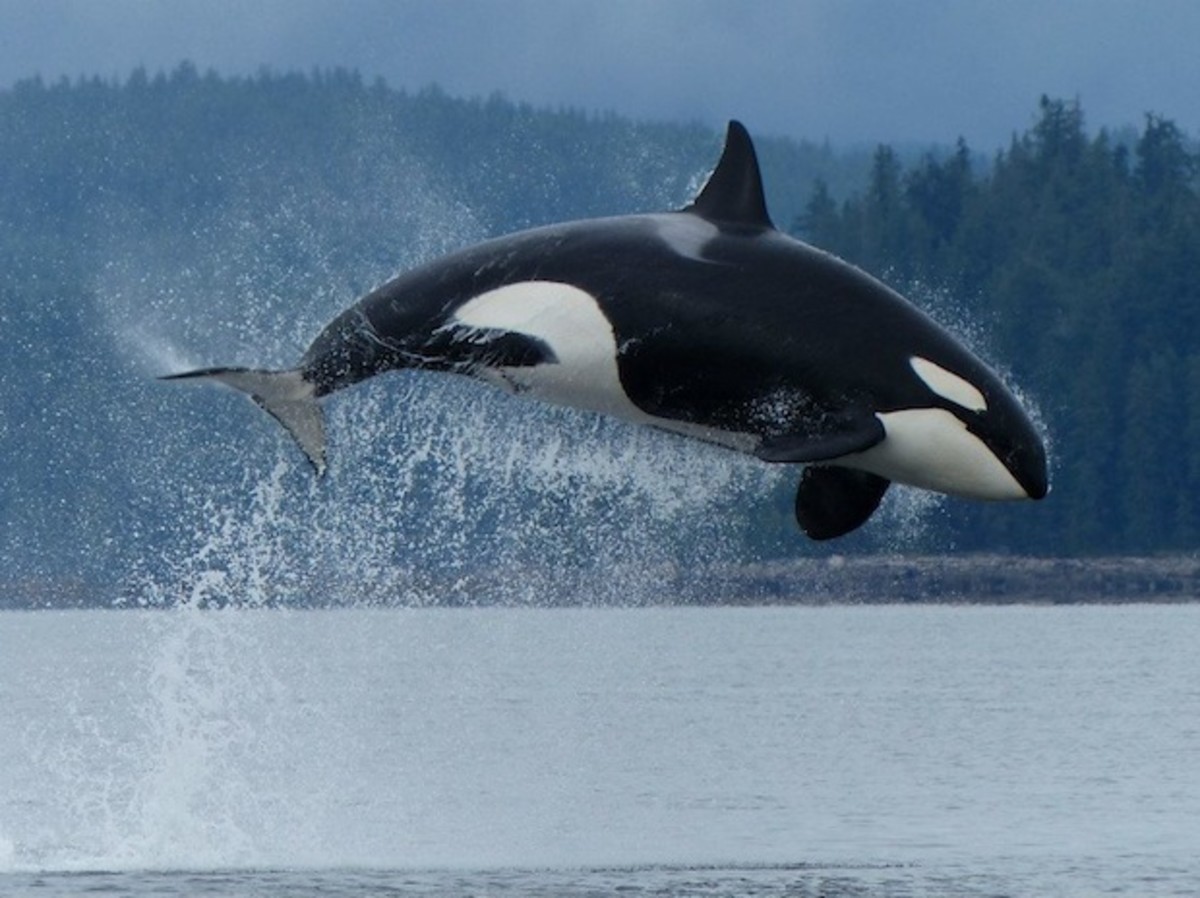 Spectacular orca show 'like fireworks on 4th of July'