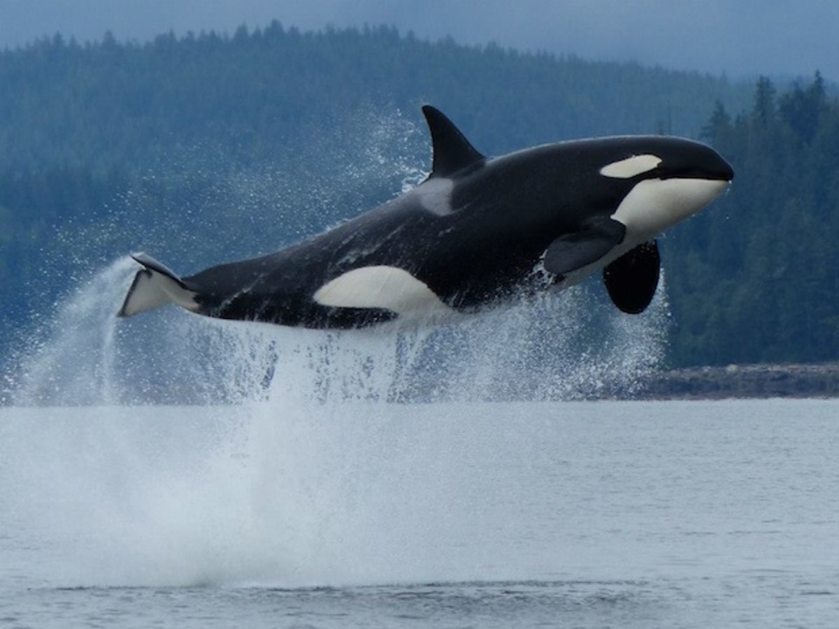Spectacular orca show 'like fireworks on 4th of July'