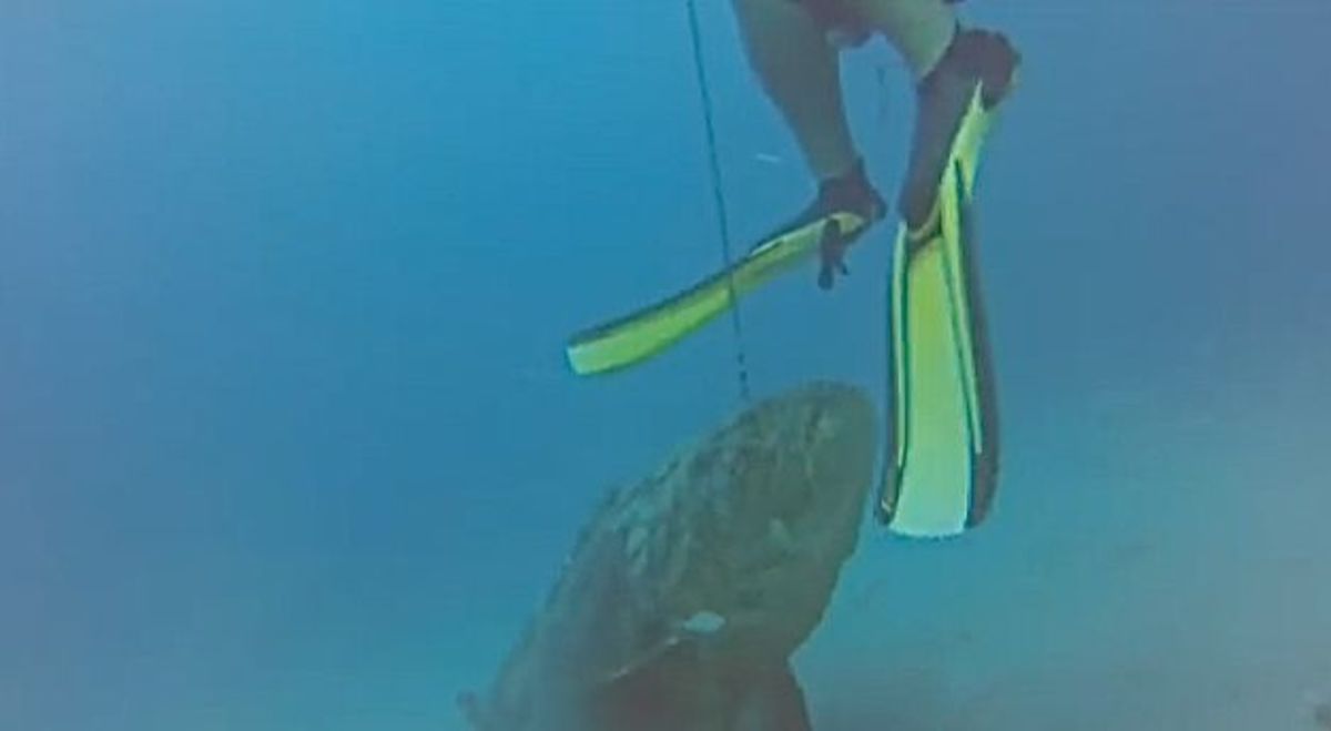 Goliath grouper attacks diver, steals his fish