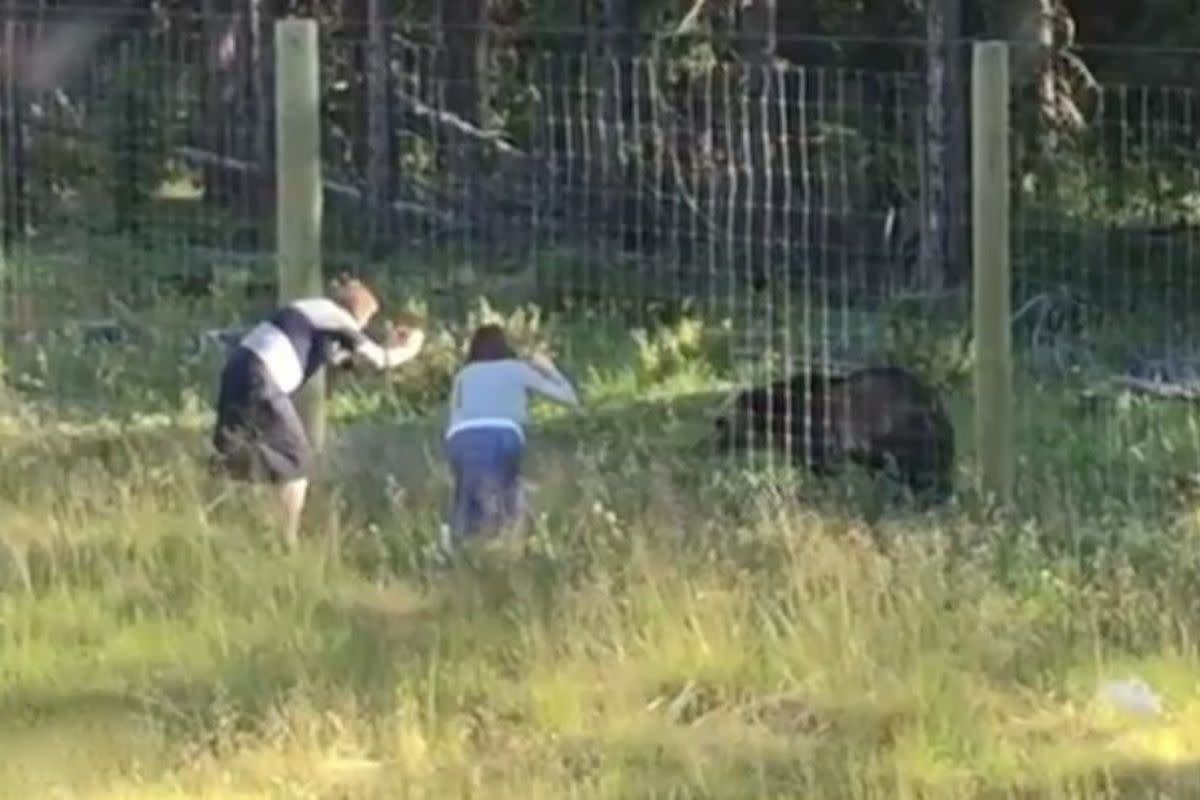 Tourists walk right up to grizzly bear in dangerous encounter near Banff