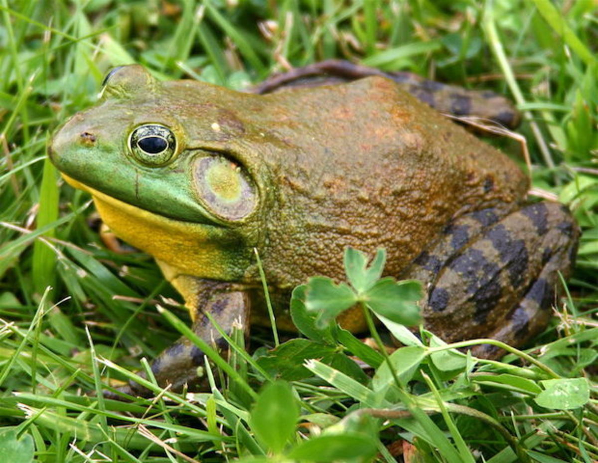 Giant bullfrogs invade Vancouver Island - Men's Journal
