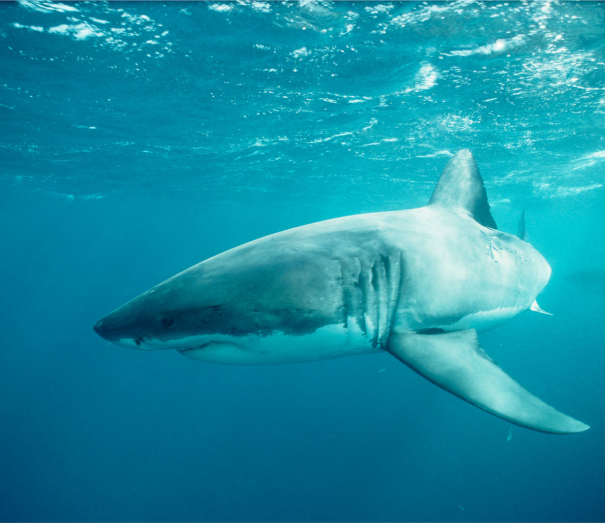 Why You Shouldn't Eat Shark Meat Why You Shouldn't Eat Shark Meat