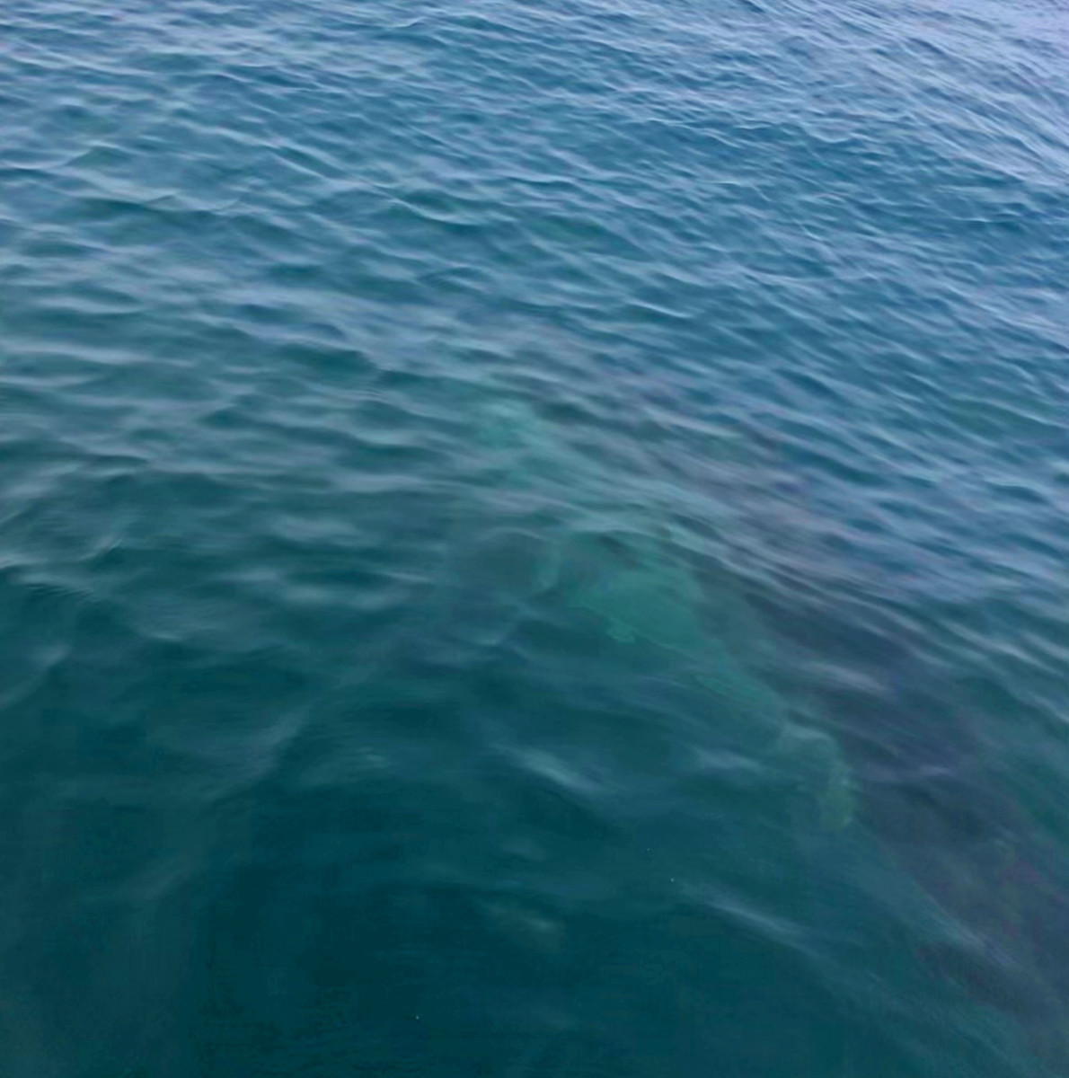 Tarpon tries escaping hammerhead shark by jumping into boat
