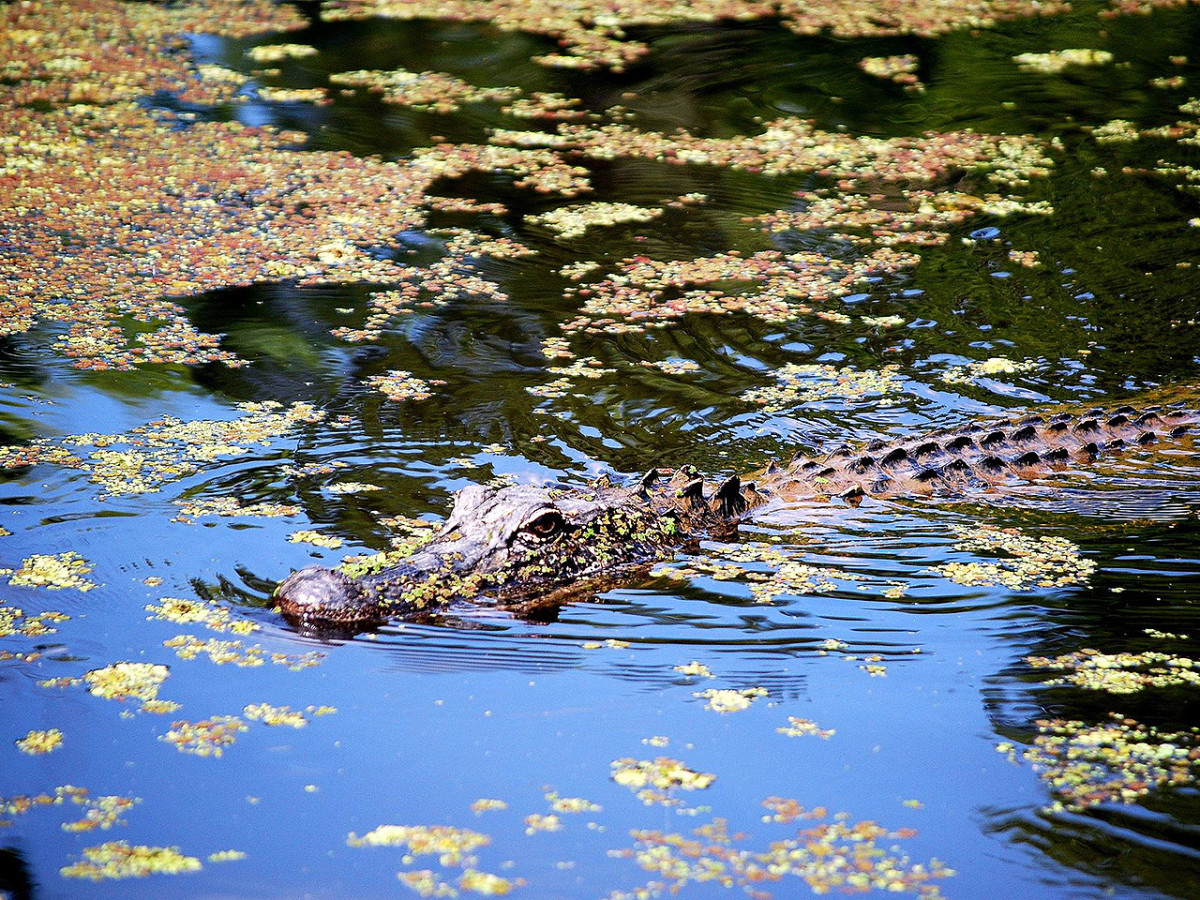 The Mighty American Road Trip: Spot gators and feast on BBQ in the red ...