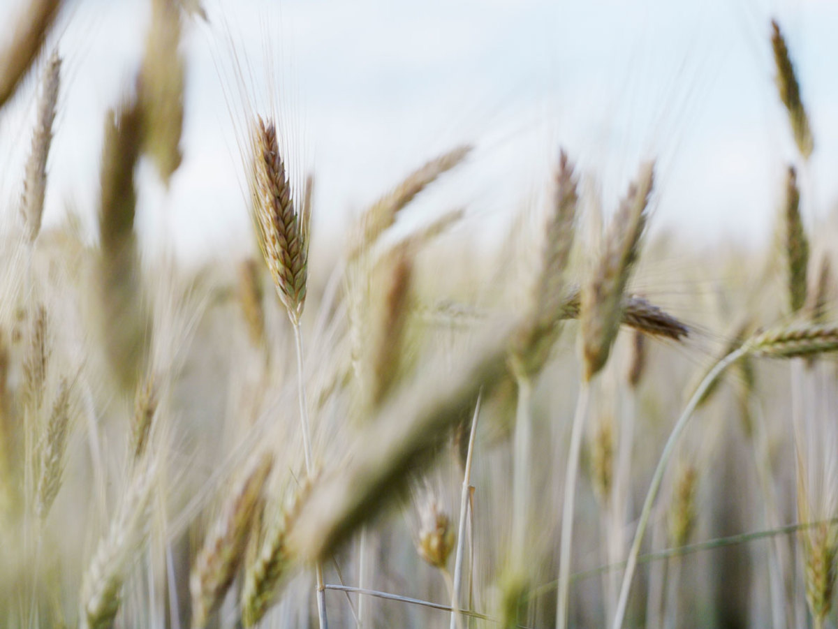 The 10 Best Meat-free Foods to Build Muscle