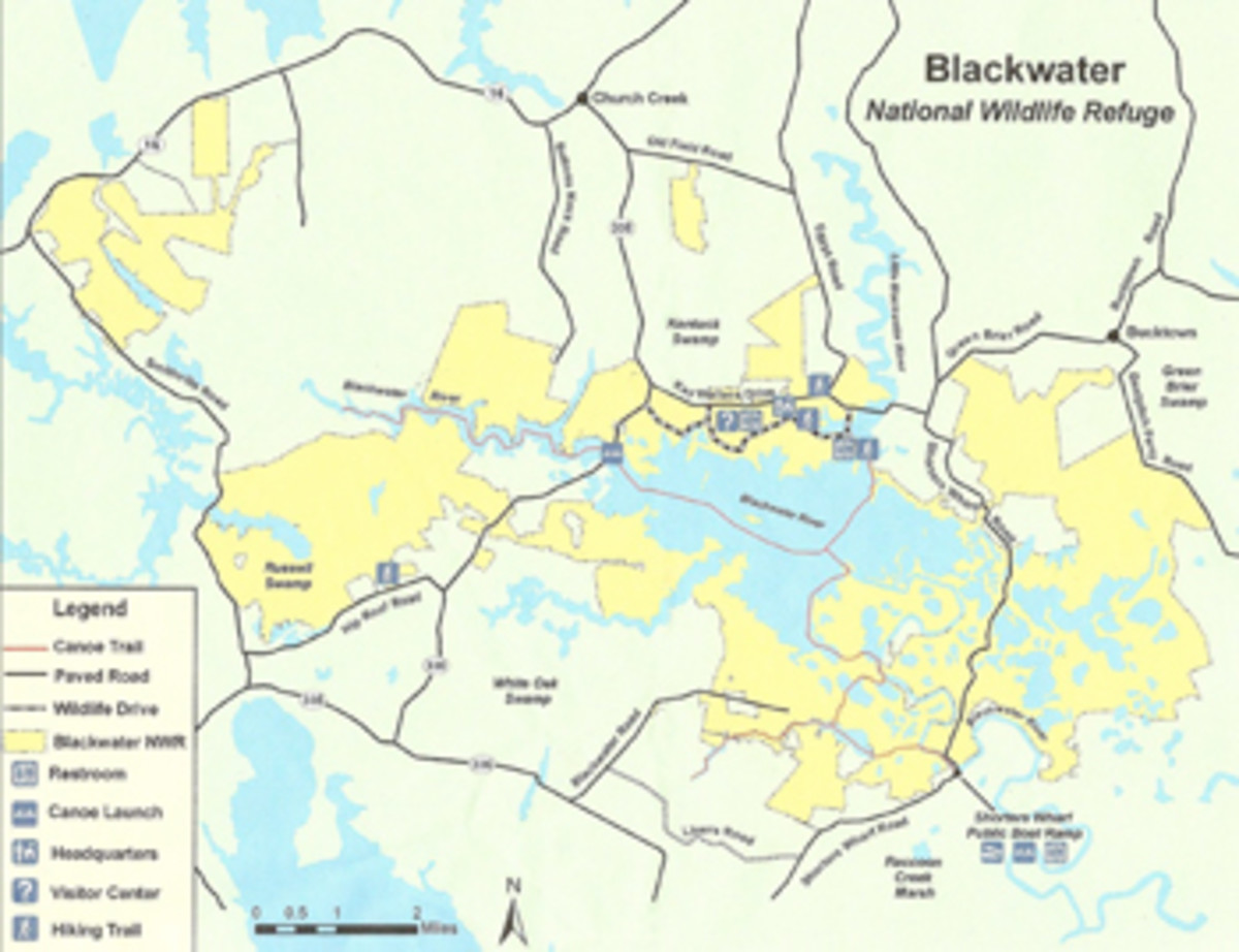 Blackwater National Wildlife Refuge - Men's Journal